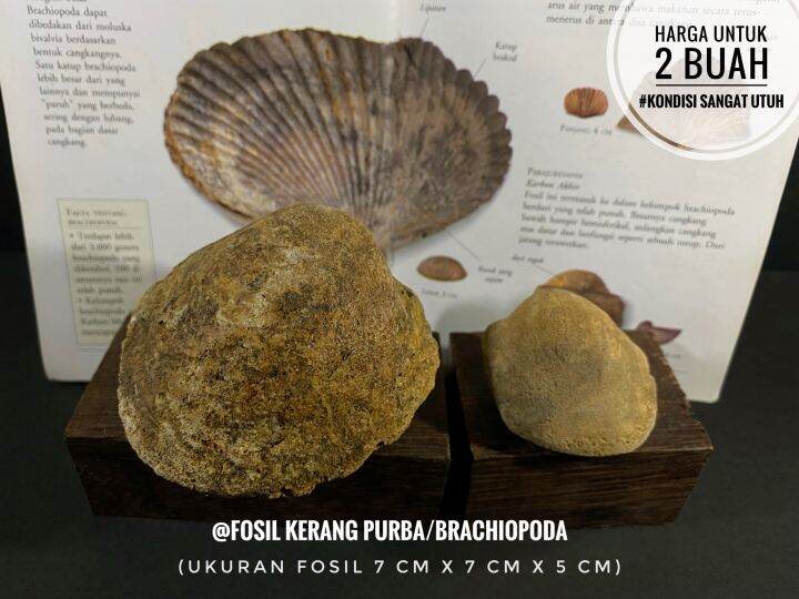 Fosil Kerang Temuan B4 atau Fosil Kijing atau Fossil Bivalvia atau ...