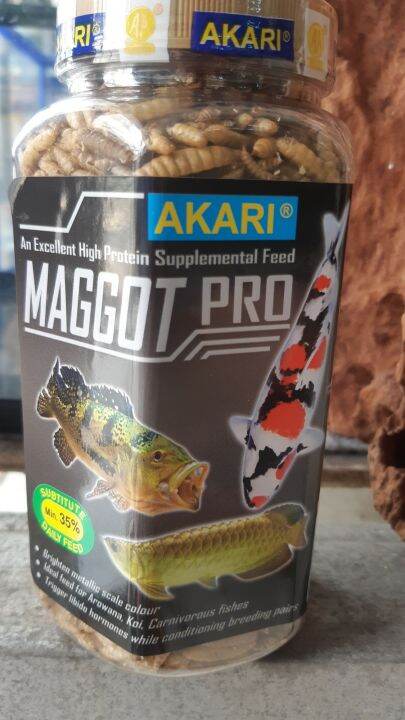 magot pakan ikan | Lazada Indonesia