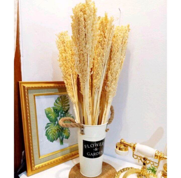 SORGUM BUNGA GANDUM (3-4 TANGKAI)/ BUNGA CANTEL/ BUNGA KERING/ BUNGA ...