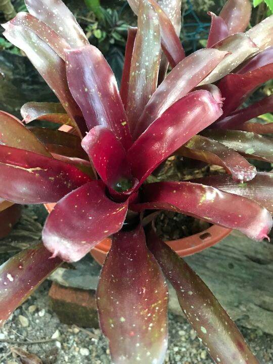 Neoregelia Fire Ball / Bromeliad / Live plants / Tanaman hiasan / Anak ...