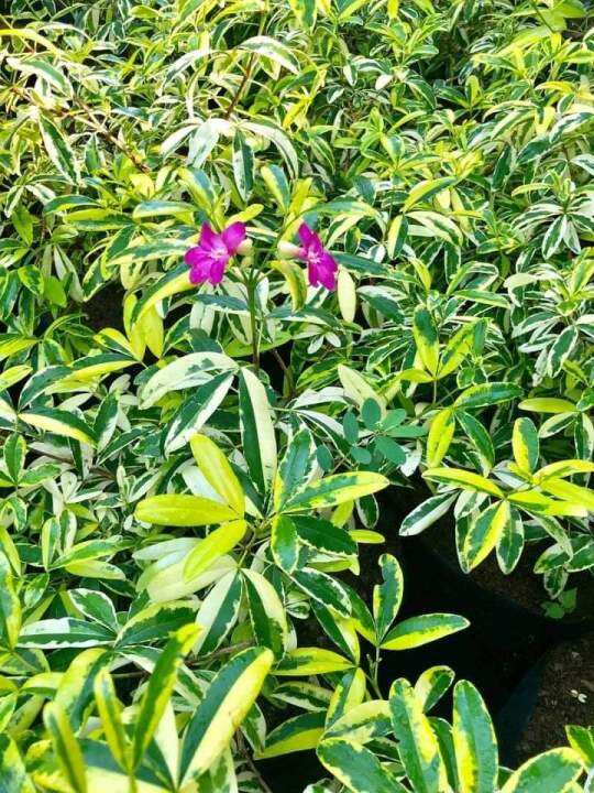 Lavenia pink flowers | rooted live plants 🌿 | Lazada PH