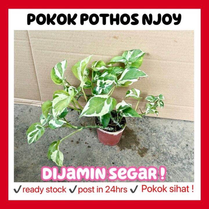 Rina • pokok pothos njoy • money plant pokok hidup tanaman tumbuhan ...