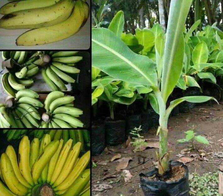pohon pisang ambon kualitas tinggi 10 bibit pohon | Lazada Indonesia