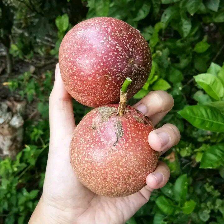 buah markisa lokal asli mancak serang banten | Lazada Indonesia