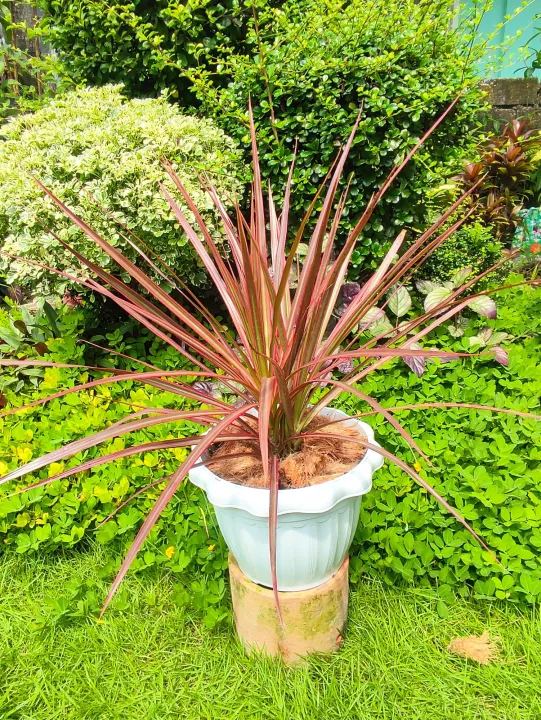 Red Dragon Tree | Dracaena Marginata | Uprooted | Lazada PH