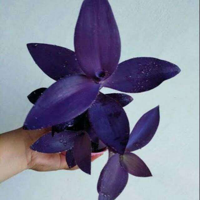 Tanaman Hias Tradescantia Palida,cocorgaok,Adam hawa,purple heart ...