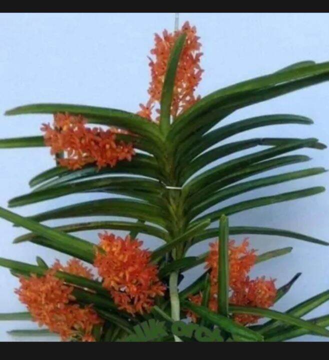 Anggrek panda/ vanda orange | Lazada Indonesia