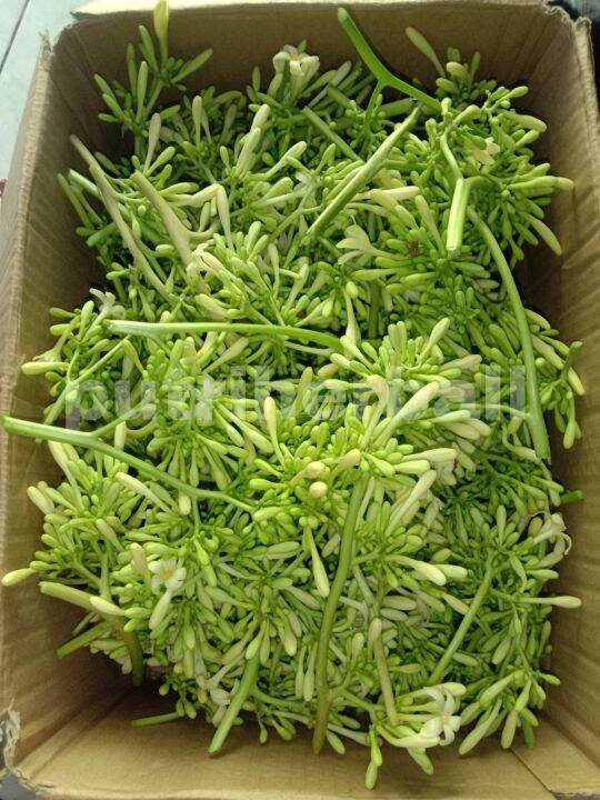 JUAL BUNGA PEPAYA GANTUNG SEGAR DI PETIK DADAKAN PER 1 KG | Lazada ...