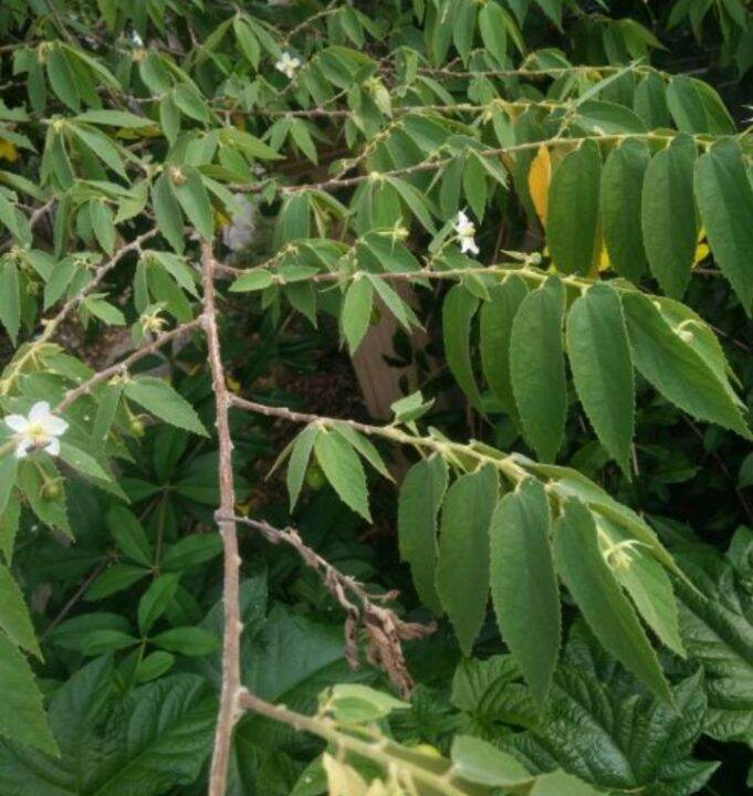 pokok kerkut atau pokok ceri | Lazada