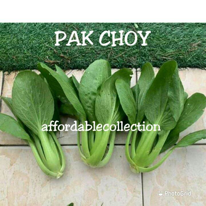 (Seed) F1 Hybrid Dwarf Pak Choy Vegetable Seed / Biji Benih Sayur Pak ...