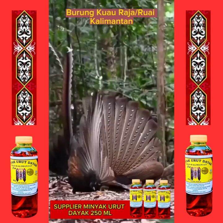 Obat Tradisional Minyak Urut Dayak Ngaju Ibu Ida Kalimantan Asli ...