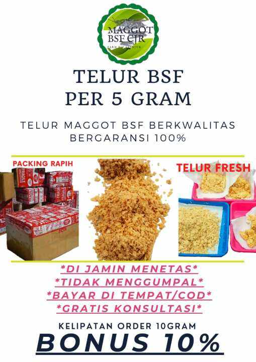 telur maggot bsf super per 5 gram telur bsf termurah berkwalitas ...