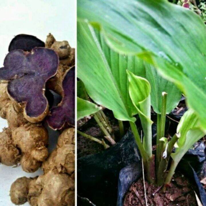 BIBIT KUNYIT HITAM ORIGINAL THAILAND (BUKAN TEMU IRENG) | Lazada Indonesia