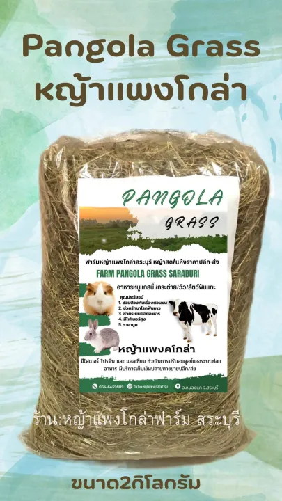 หญ้าแพงโกล่า(Pangola Grass)แห้งตัดสดๆจากฟาร์ม อาหารหนูแกสบี้ แพรี่ด็อก ...