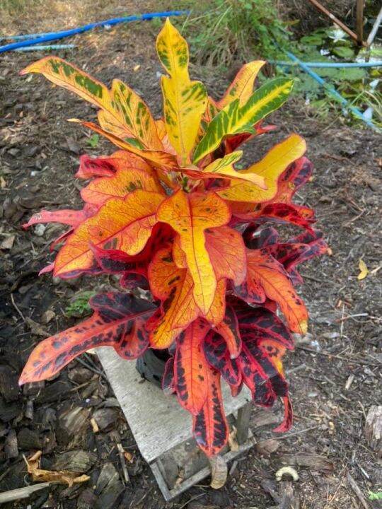 โกสนตรีเพชร (ต้นในภาพ) Thai Croton ขนาด 35-50 cm. | Lazada.co.th