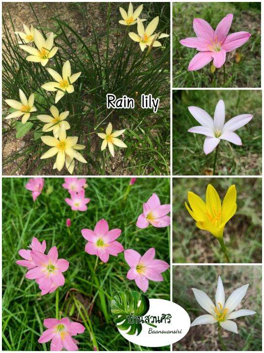 Rain lily บัวดิน ฉายาราชินีแห่งสายฝน จัดส่งเป็นหัว (1หัว) ขนาดคละไซส์ ...