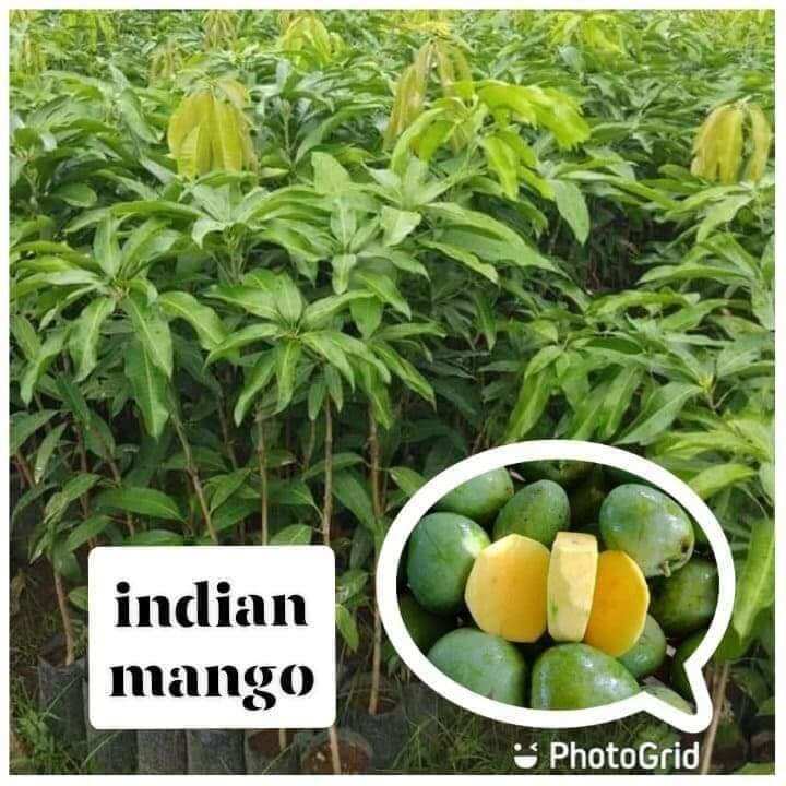 Live Plant Grafted Plant Marcoted Plant Tree Indian Mango Tree Plant ...