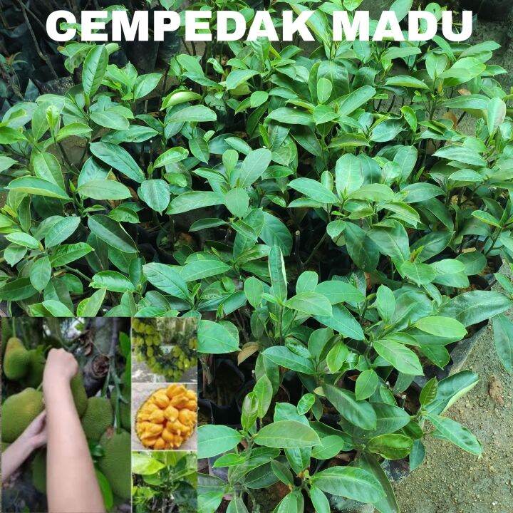 POKOK CEMPEDAK MADU THAILAND MURAH READY STOCK | Lazada