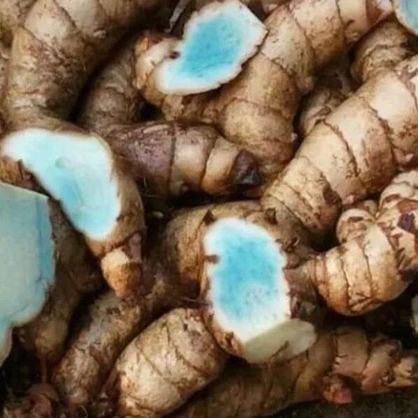 temu ireng, temu hitam, kunyit hitam,koneng hideung segar fresh ...