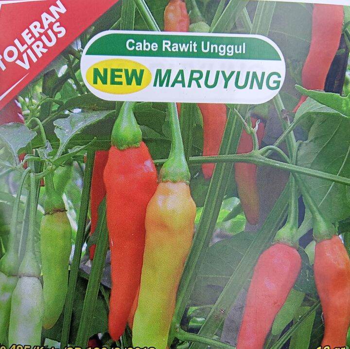 50 Butir Benih Cabe Cabai Rawit maruyung ( Kemasan Repack ) | Lazada ...