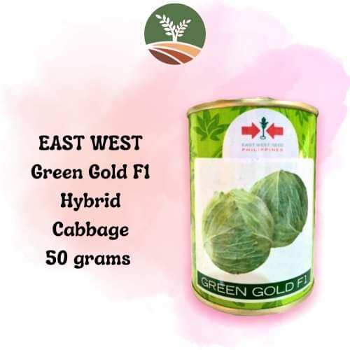 EAST WEST GREEN GOLD F1 HYBRID CABBAGE / REPOLYO SEEDS 50G | Lazada PH