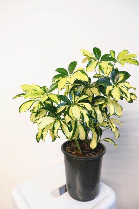 GOLDEN LEAVES VARIEGATED SCHEFFLERA SEVEN EIGHT FINGERS LIVE PLANT ...