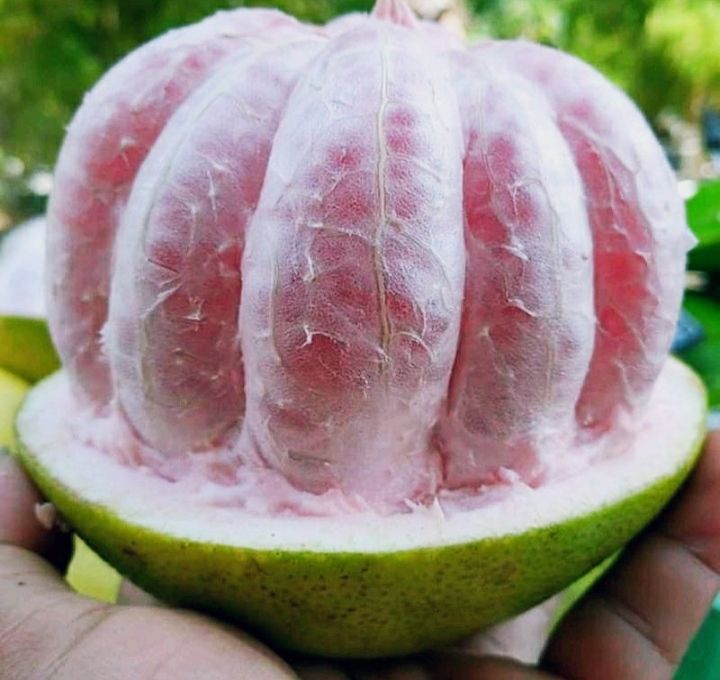 Buah Jeruk Bali/ Buah Pamelo Manis | Lazada Indonesia