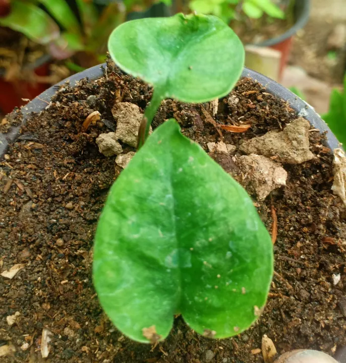 Green genie pothos. live plant in plastic pot..with 2 leaves only. well ...