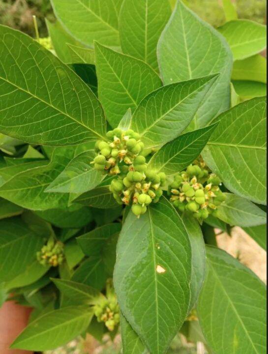 Daun Sena atau Kate mas 250gram | Lazada Indonesia