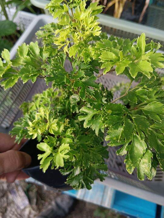 Pokok Duit- duit / Anak pokok duit² / Pokok Hidup Dalam Polybag | Lazada