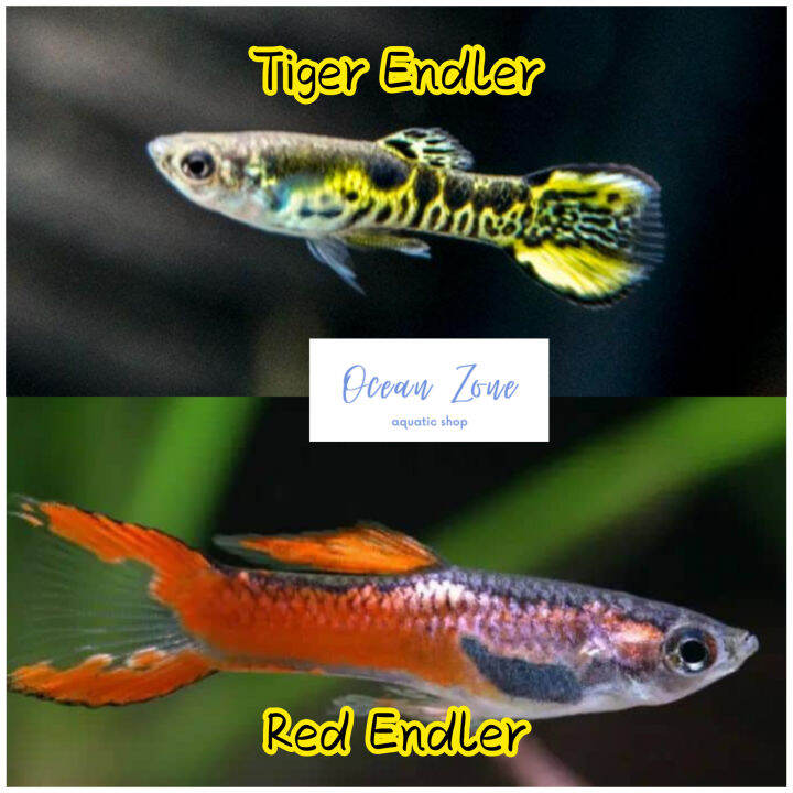 【Ocean Zone】 Red Endler Guppy / Tiger Endler Guppy - 5pcs / 10pcs (Live ...