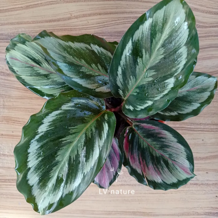 calathea rosey rosea picta real live plant pokok hidup indoor plant ...