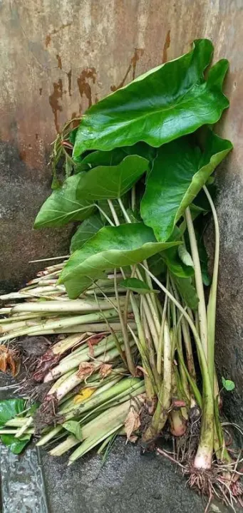 tanaman talas Bogor paket 20 pohon / pohon talas / talas bogor | Lazada ...