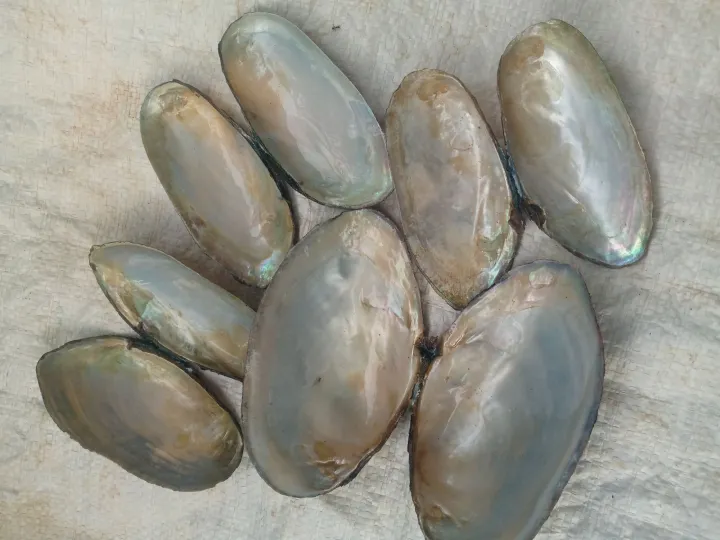 cangkang kerang mutiara 10pcs | Lazada Indonesia