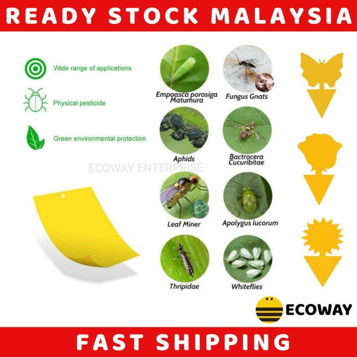 Pelekat Serangga Lalat Pest Trap Sticker Flies 果蝇贴 | Lazada