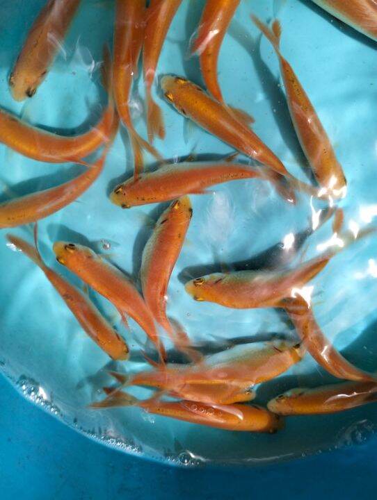 Golden Lampang Live Fish Aquarium Ikan Lampang Ikan Hidup Akuarium | Lazada