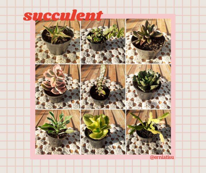 #2- Succulent - PILIH JENIS SEKULEN SESUAI SELERA [Tanaman Hias Sekulen ...
