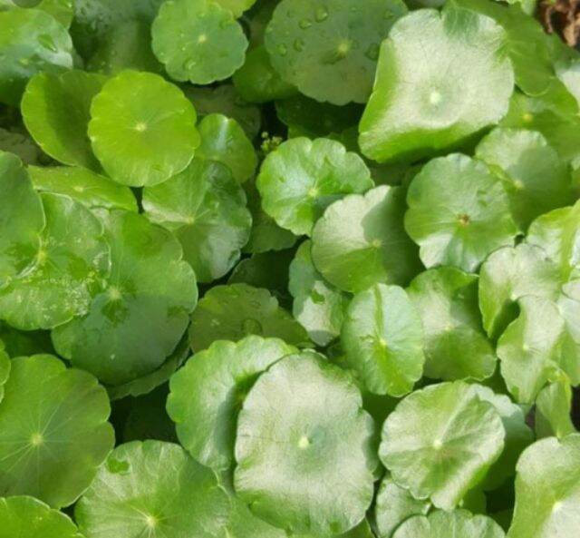 POKOK PEGAGA / CENTELLA ASIATICA / 铜钱草 | Lazada