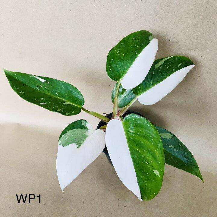 ไวท์ ปริ๊นเซส philo white princess | Lazada.co.th