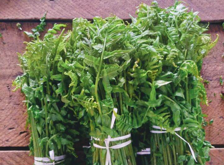 Daun. pakis sayur segar | Lazada Indonesia