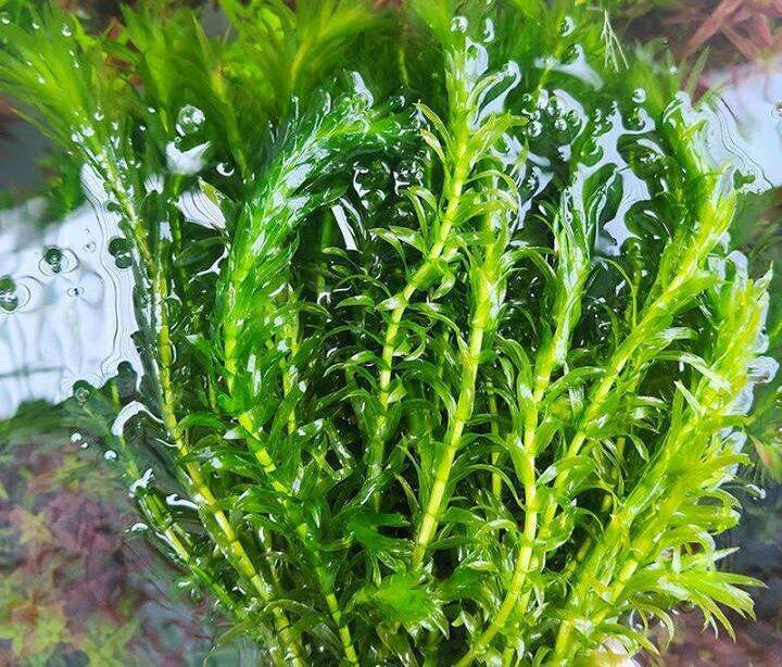 hydrilla , aquatic plant in aquarium | Lazada