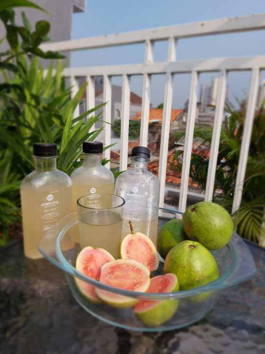 Kombucha Tea rasa Jambu - Kombucha Teh Fermentasi - 250ML | Lazada ...