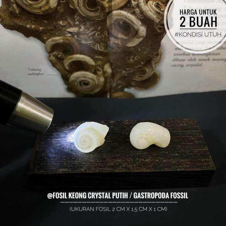 Fosil Keong Putih Crystal F4 atau Fosil Kerang Natural atau Fosil Kol ...