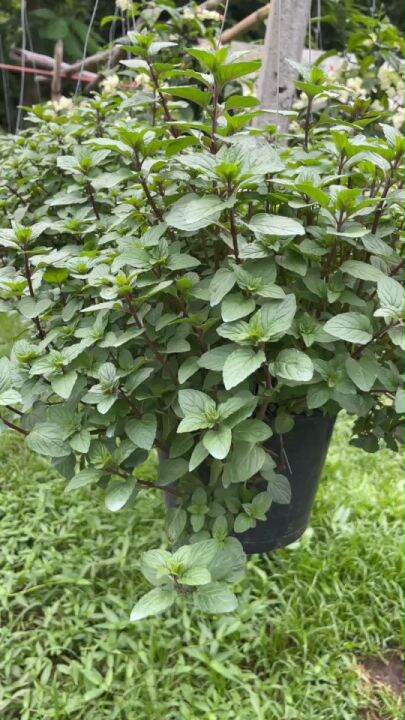 BlackMint แบล็กมินต์ มีใบเล็กกว่าไวท์มินต์ ก้านมีสีเข้มเลื้อยจ้า แต่กลิ่นจะแรงและเย็นซ่ากว่าไวท์ ...