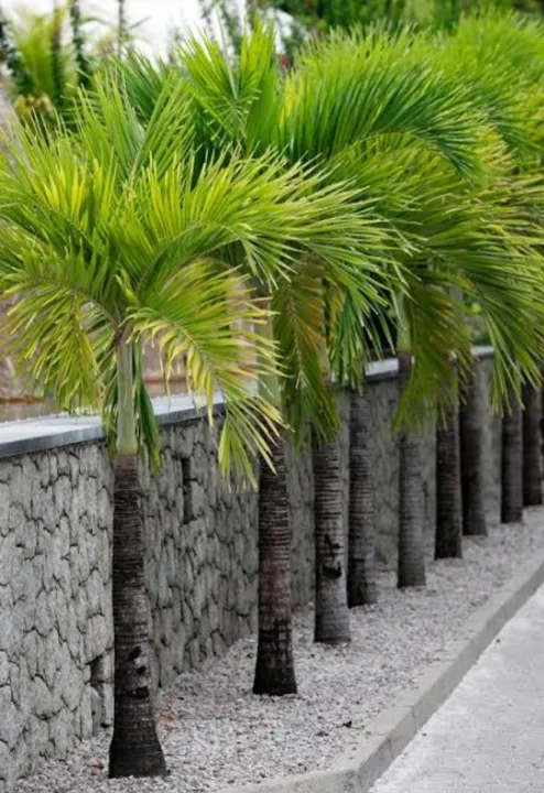 Royal Palm seedling | Lazada PH