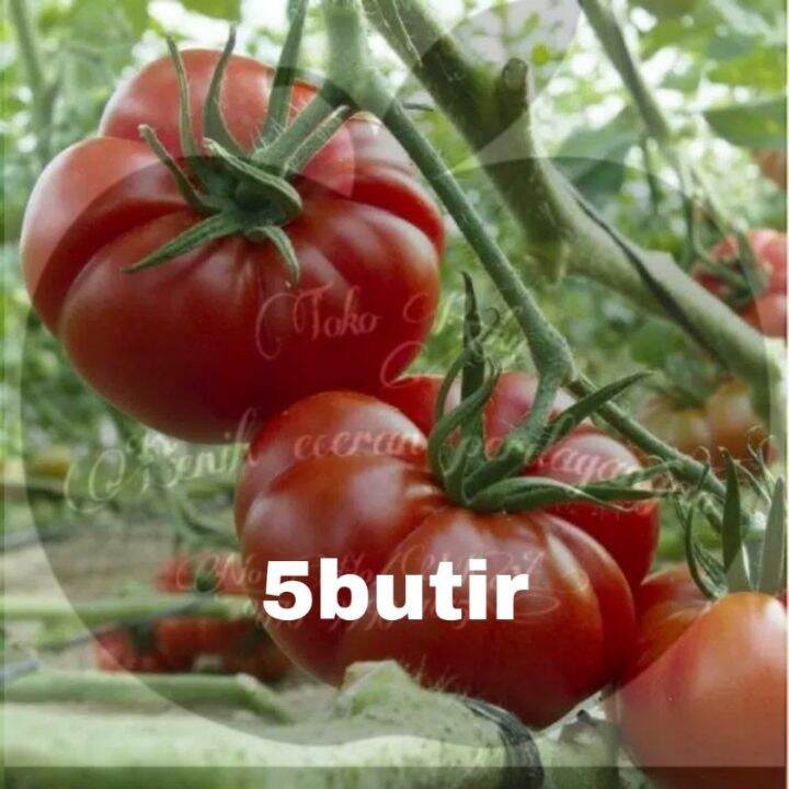 Benih Tomat Mawar 5seed repacking | Lazada Indonesia