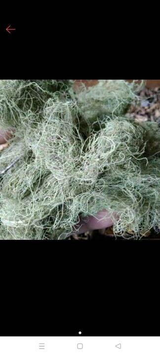 herbal rasuk angin / kayu angin kering original 1kg | Lazada Indonesia