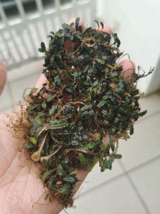 Aquaplant -Bucephalandra Mini Phantom | Lazada