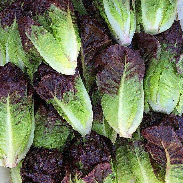 150 Biji - Benih Selada RED ROMAINE Merah Hibrida, 42 hari panen | Lazada Indonesia