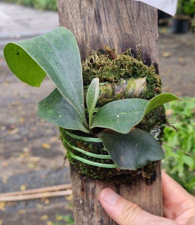 Platycerium Bifurcatum x Mt Lewis | Lazada